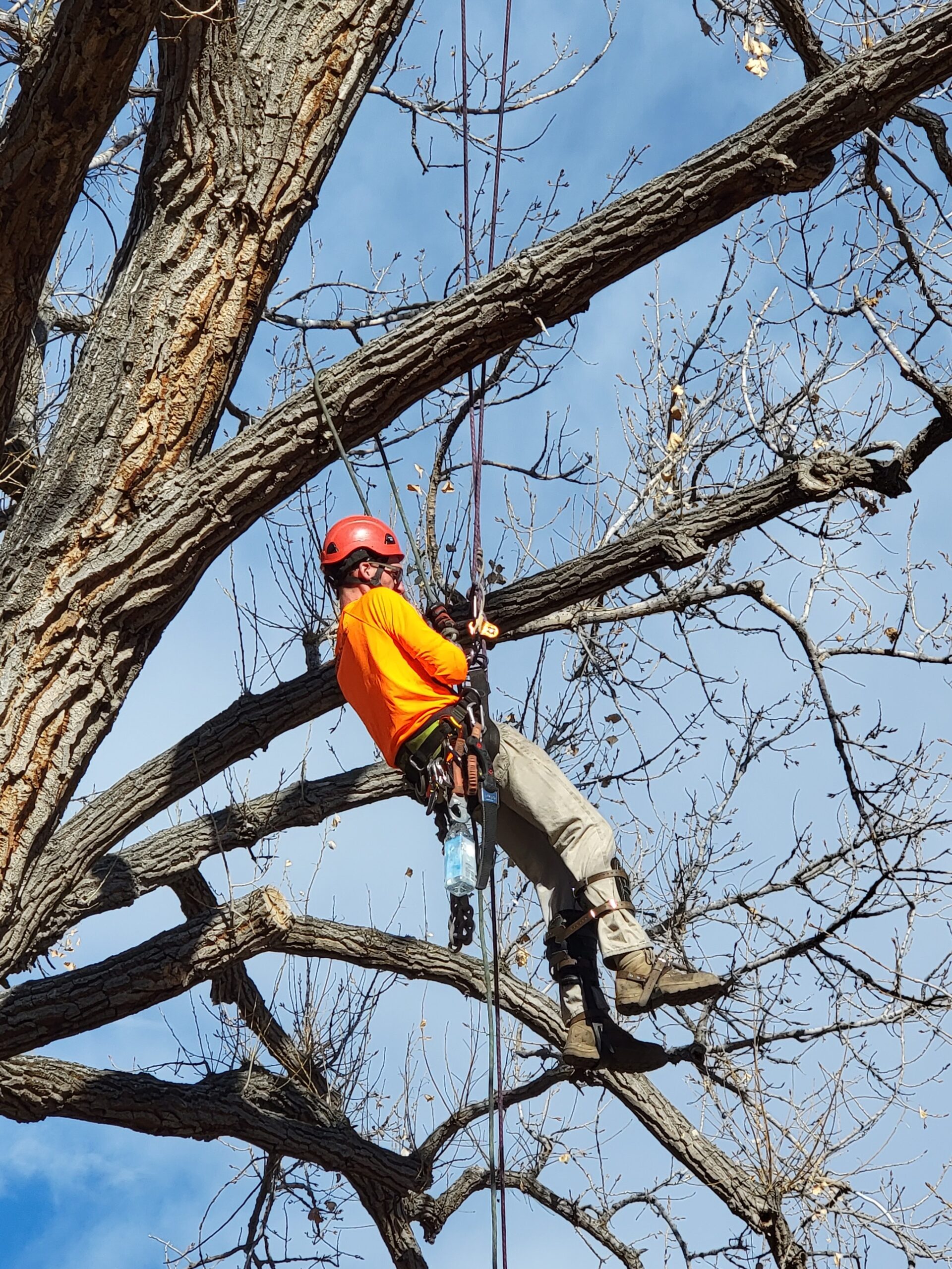 Tree Trimming - Centennial Tree Service
