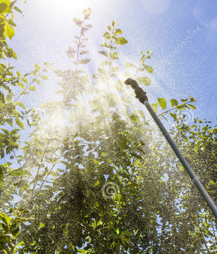 Tree Spraying - Centennial Tree Service
